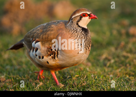 Red-legged partridge in a meadow. Red-legged partridges, also known as ...