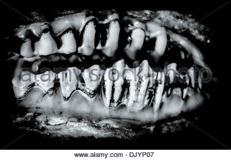 Bos taurus cattle teeth Stock Photo: 12285192 - Alamy