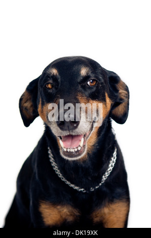 Mixed breed funny dog in a grey studio Stock Photo - Alamy