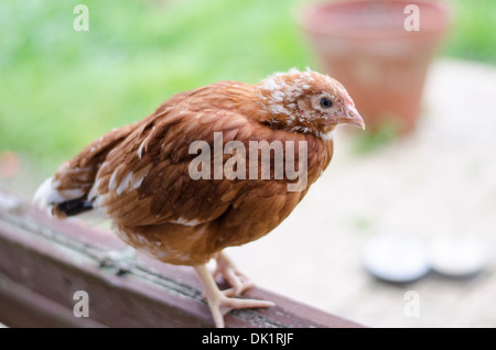Pullet Red Shaver Chickens Stock Photo - Alamy
