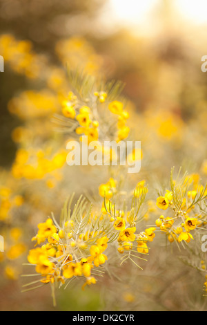 Nature photography - Spring wildflowers in the forest on the hillside ...