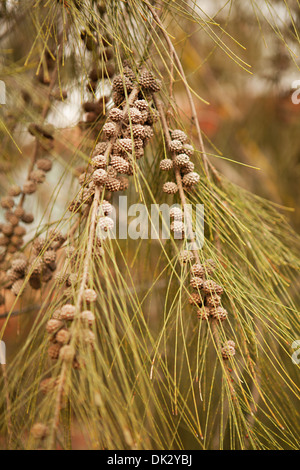 Close up Pine Bough Stock Photo - Alamy