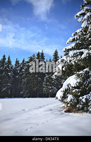 Winter forest under new snow in Thuringia, Germany Stock Photo - Alamy