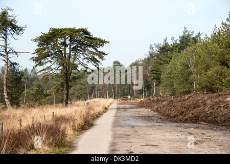 forest in the netherlands Stock Photo - Alamy