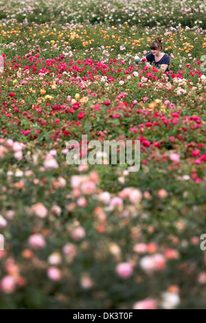 28/08/12 Rose Breeding Assistant, Rhian Kearney, 22, checks this year's ...