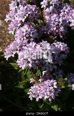 Campanula glomerata ‘Caroline’ clustered bellflower Caroline ...