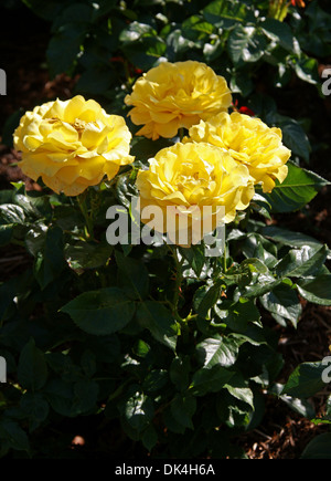 Rose, Rosa Golden Smiles "Frykeyno", Rosaceae Stock Photo - Alamy