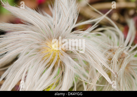 Wispy slender tendrils fibers hairs of clematis flower seed head fluffy ...