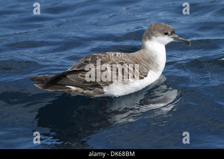 Great Shearwater (Puffinus gravis) at sea offshore the Azores, Portugal ...