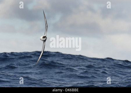 Bermuda Petrel - Pterodroma cahow Stock Photo - Alamy