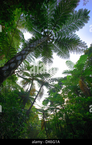 Flying spider monkey tree fern Stock Photo - Alamy