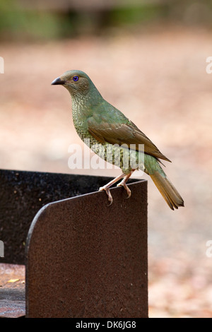 Female Satin Bowerbird (Ptilonorhynchus violaceus) in the rainforest of ...