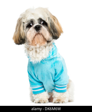 Dressed up Shih tzu sitting, looking sad, 10 months old, isolated on ...