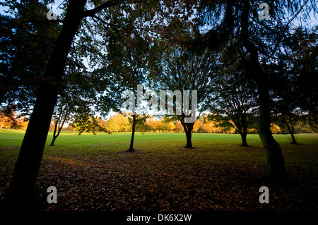 under Small copse of trees Stock Photo - Alamy