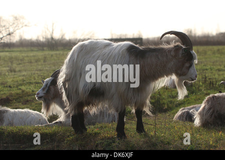 Group of Dutch Landrace goats in a nature reserve Stock Photo - Alamy