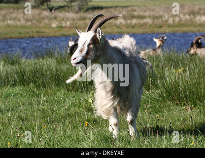 Female Dutch Landrace goat in a nature reserve Stock Photo - Alamy