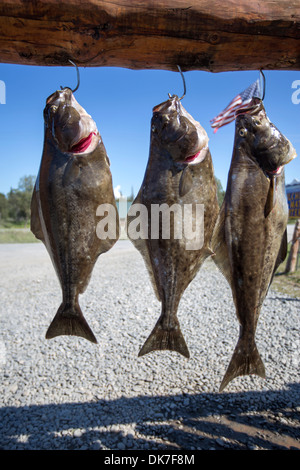 Fish hanging, Kenai, Alaska, USA Stock Photo - Alamy