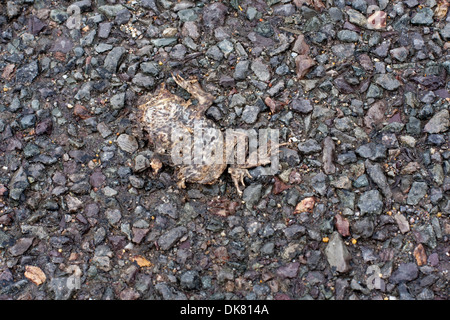 Frog run over on road Stock Photo - Alamy