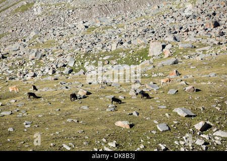 Cows pasturing in mountains of Tien Shan, Kyrgyzstan Stock Photo - Alamy