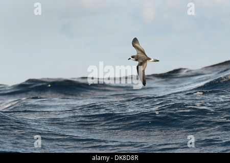 Bermuda Petrel - Pterodroma cahow Stock Photo: 62916659 - Alamy