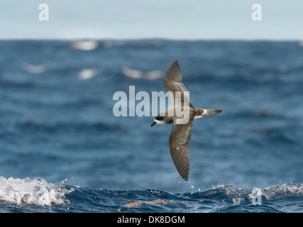 Bermuda Petrel - Pterodroma cahow Stock Photo - Alamy