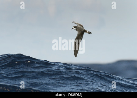 Bermuda Petrel - Pterodroma cahow Stock Photo - Alamy