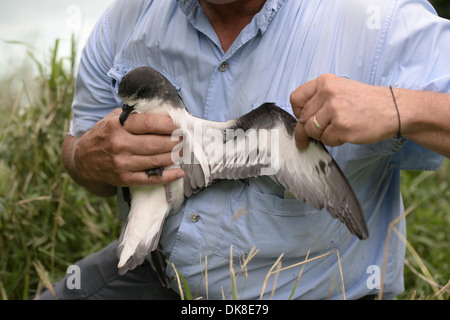 Bermuda Petrel - Pterodroma cahow being handled by Jeremy Madeiros ...
