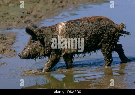 Mangalitsa or curly hair hog in front of a white background This is a ...