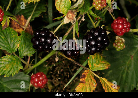 Ripe and non-ripe stages of the blackberry fruits (Rubus fruticosus ...