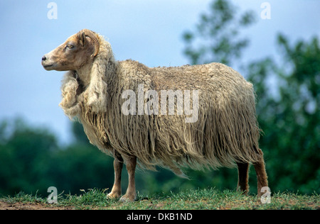 Icelandic sheep, Islandschaf Stock Photo - Alamy