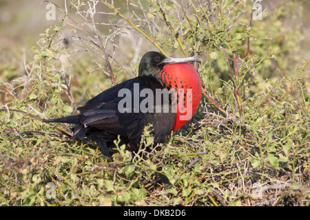 Male Magnificent frigate bird with inflated red gular pouch, Galapagos ...