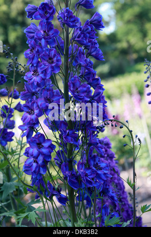 Delphinium "Faust", Ranunculaceae. Aka. Larkspur. All parts of these ...