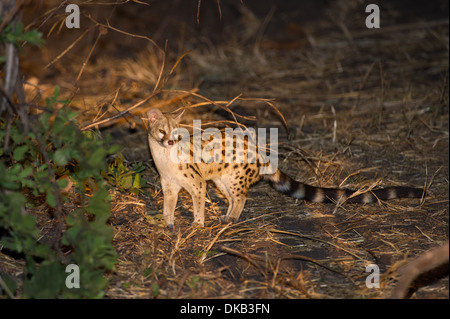 Genet (Genetta tigrina), Tanzania Stock Photo - Alamy