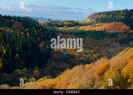 Autumn colour in Mortimer Forest, near Ludlow, Shropshire, England ...