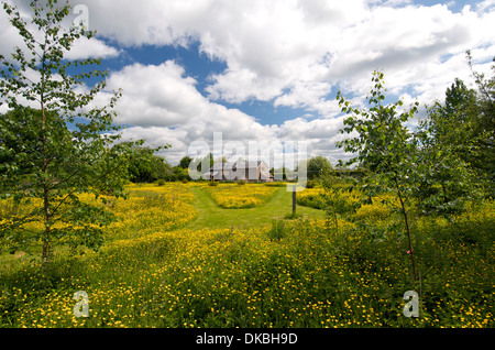 Wildflower meadow in garden, Herefordshire, England, UK Stock Photo - Alamy