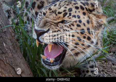 Growling Amur Leopard Stock Photo - Alamy