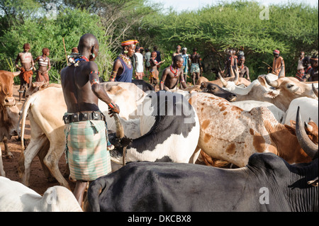 Gathering the cattle for a bull jumping ceremony. A rite of passage ...