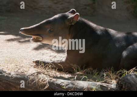 Tapir, Tapirus bairdii largest land mammal in the rainforests of Mexico ...