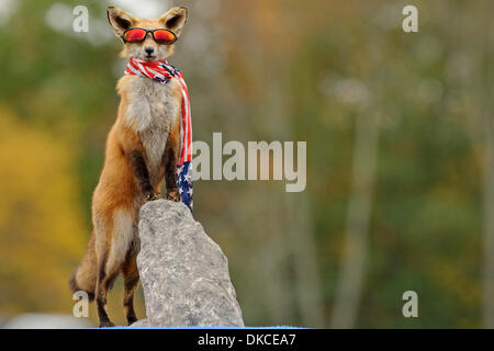Oct. 22, 2011 - Far Hills, New Jersey, U.S. - Danielle Hodsdon aboard ...