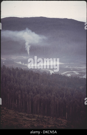 Deforestation of pine forest, forest transformation and development of ...