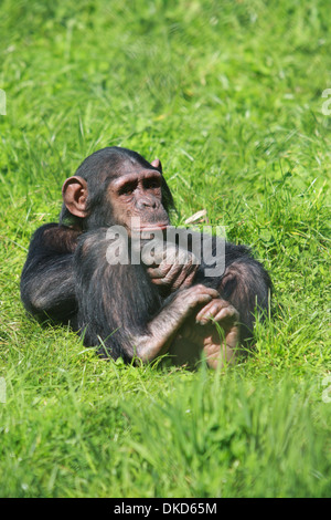 Chimpanzee sitting in the grass Stock Photo - Alamy