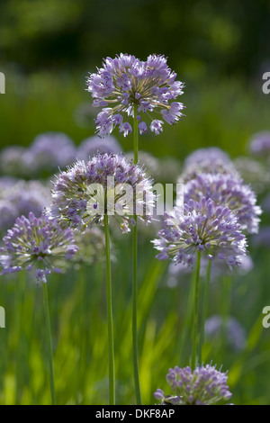 Siberian chives (Allium nutans Stock Photo - Alamy