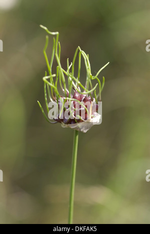 Allium vineale, Amaryllidaceae. Wild plant shot in spring Stock Photo ...