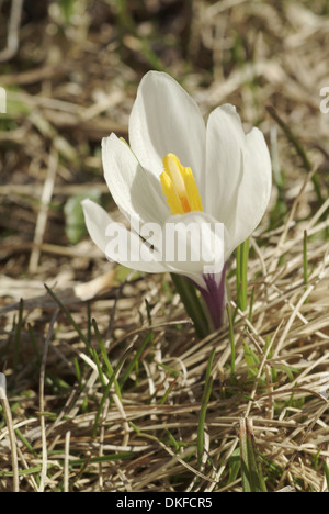 Spring crocuses, Crocus vernus ssp. albiflorus, mauve, crocus meadow ...