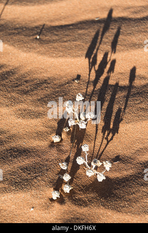 Sand structures, Sossusvlei, Namib Desert, Namibia, Sand structures ...