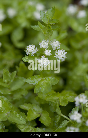 Fool's Water-cress (Apium nodiflorum) in flower, lake margin, Dorset ...