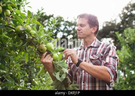 Man standing in apple orchard, picking apples from tree. Apple harvest ...