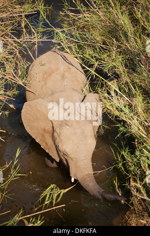 An African elephant, Loxodonta africana, common zebras, Equus quagga ...