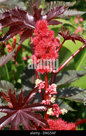 Castor oil plant Stock Photo - Alamy