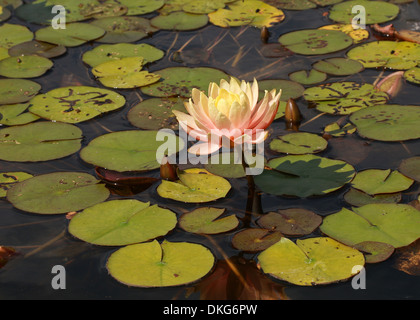 Botany - Nymphaeaceae. Waterlily Stock Photo - Alamy